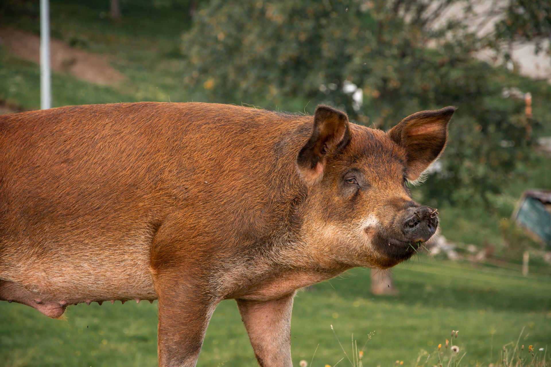 Decoding the Secrets of the Heritage Breed Duroc Pig