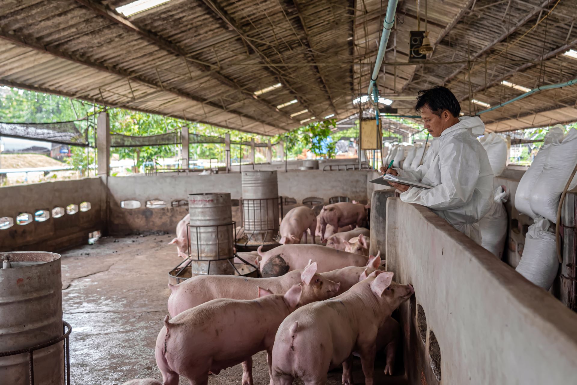 Farm to Table: Sustainable Heritage Breed Pork Production